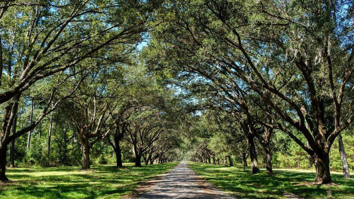 Feds buy coastal plantation near Georgetown | The State