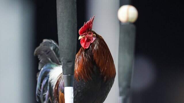 What is name for South Carolina Gamecocks’ rooster mascot? | The State