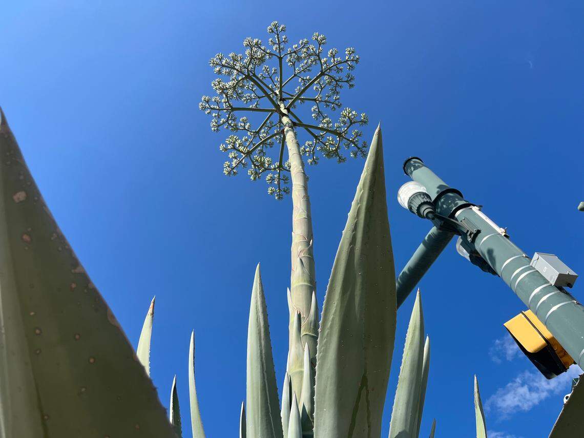 Columbia North Main century plant blooms, commemorates owner | The State