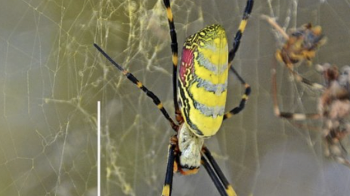 SC will be in direct path of invasive Asian Joro spider | The State
