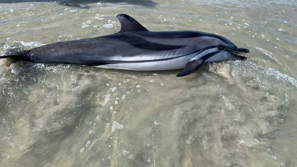 Dolphin rarely seen along SC beaches found dead at Litchfield | The State