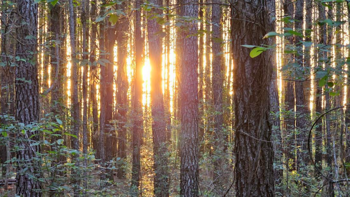 Home to rare birds will be protected in SC, group says | The State