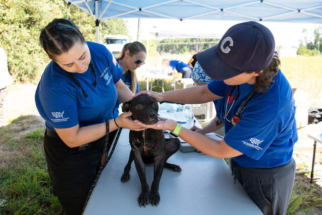 Massive state, federal bust targets SC dogfighting rings | The State