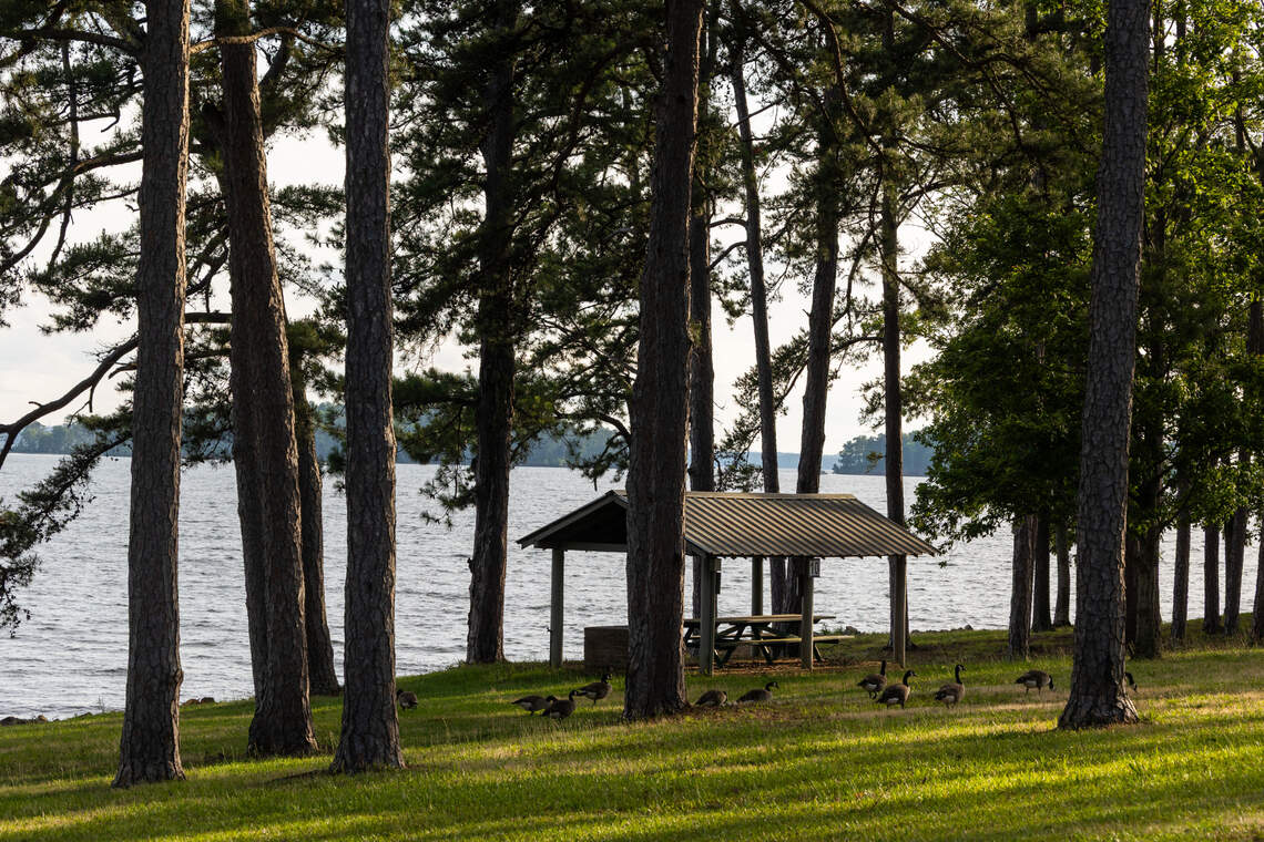What to expect at SC Lake Murray park opening on Pine Island | The State