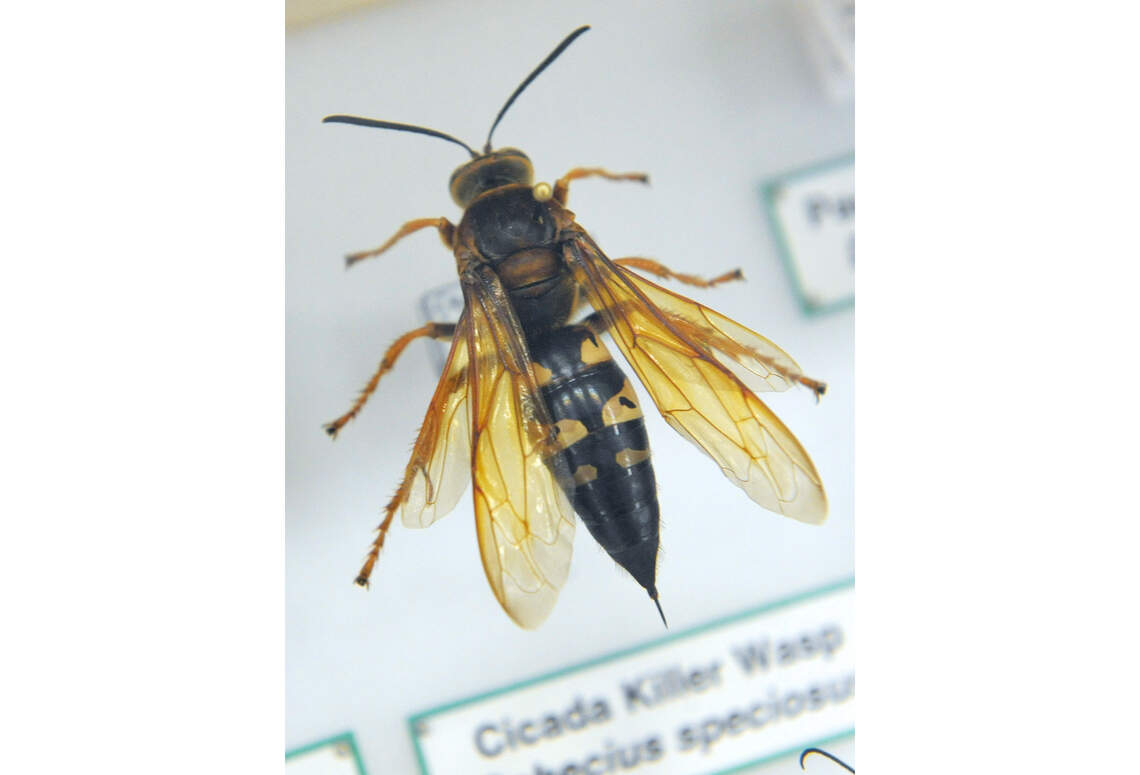 ‘Killer’ wasps, giant spiders: SC critters that won’t kill you but look ...