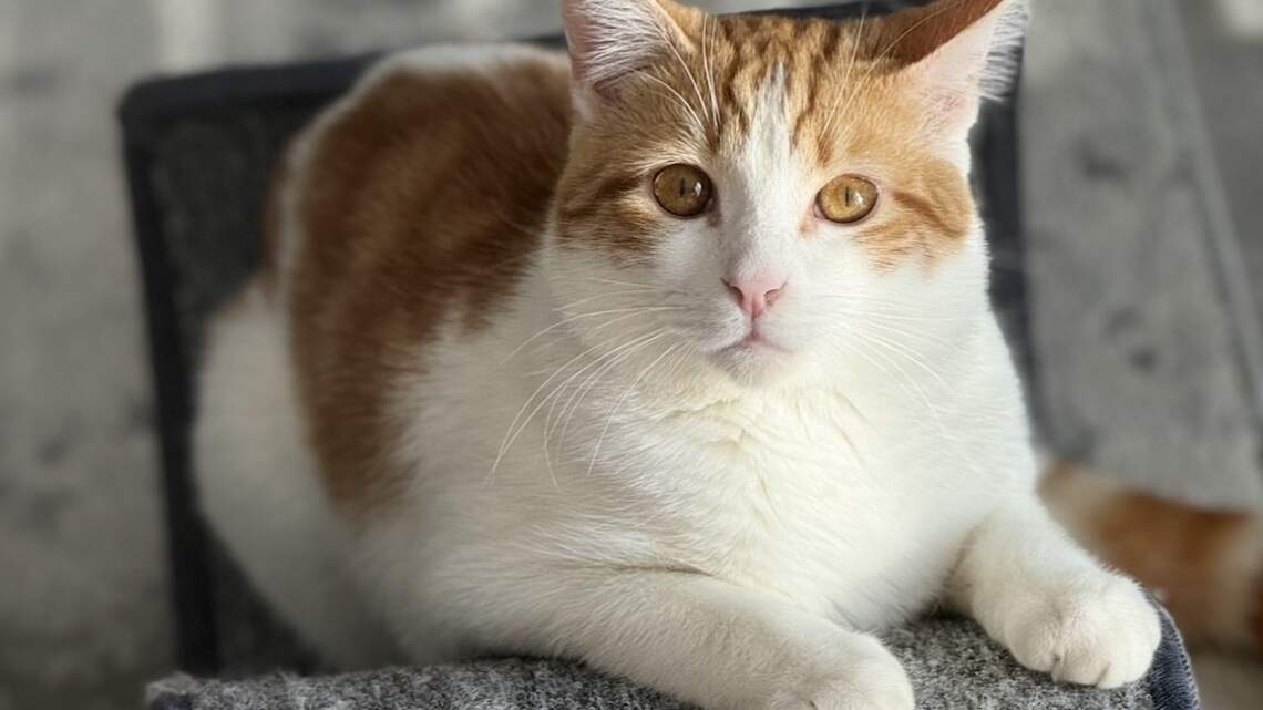 Vote in final round for cutest Columbia South Carolina cat | The State
