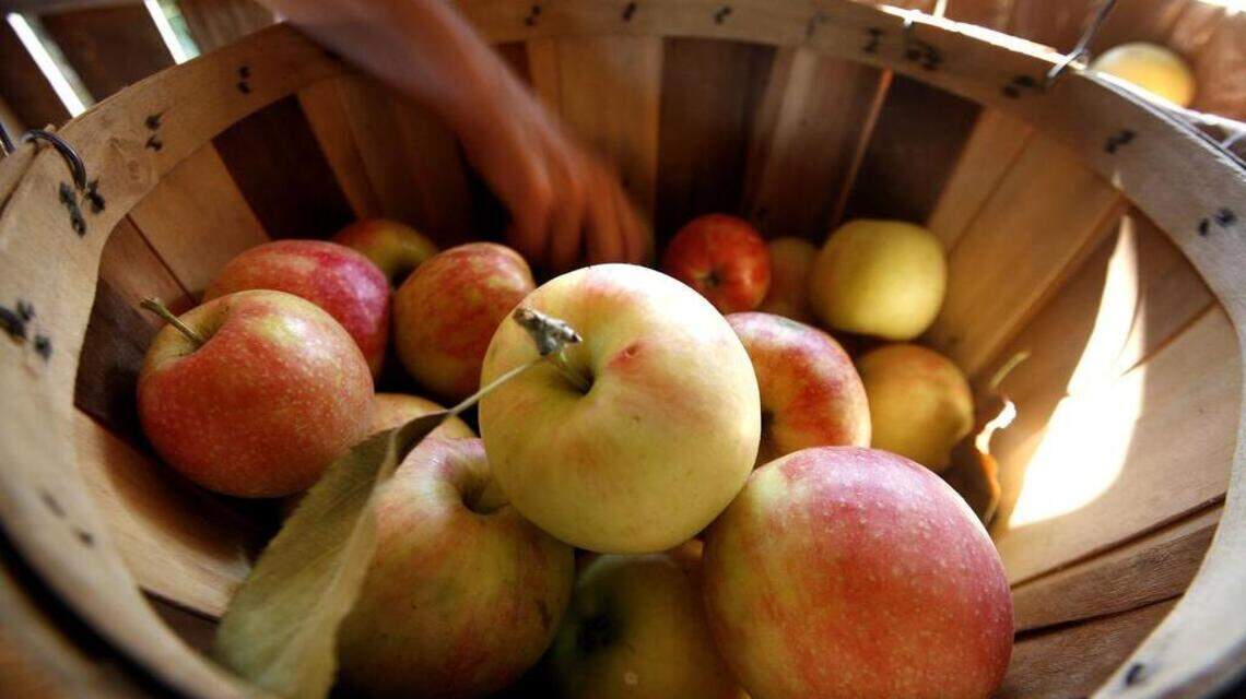 Where can I pick apples in South Carolina? | The State