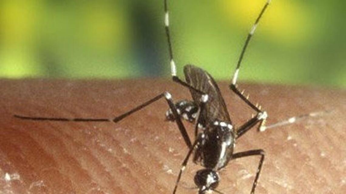 How to keep mosquitoes away from your NC home + avoid bites | Charlotte ...