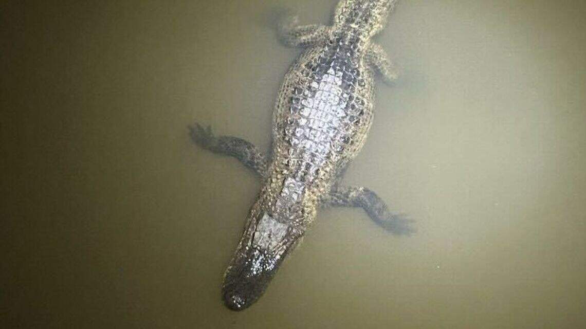 Two alligators live at Columbia SC Canal riverfront park | The State