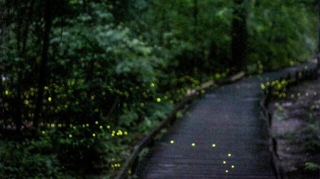 Rare fireflies dazzle SC forest each year. Are they in danger? | Hilton ...