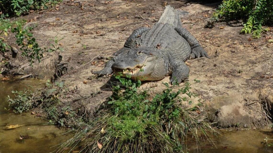 Where to see alligators in Columbia and the Midlands | The State