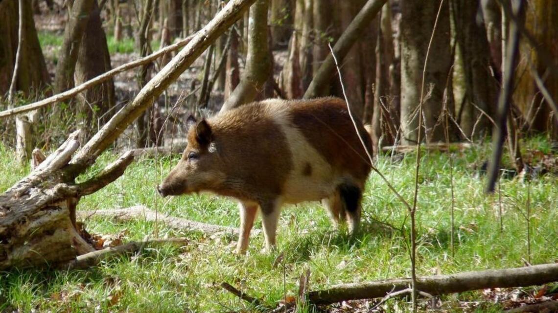 Feds develop poison to kill hogs like those ravaging Congaree National ...