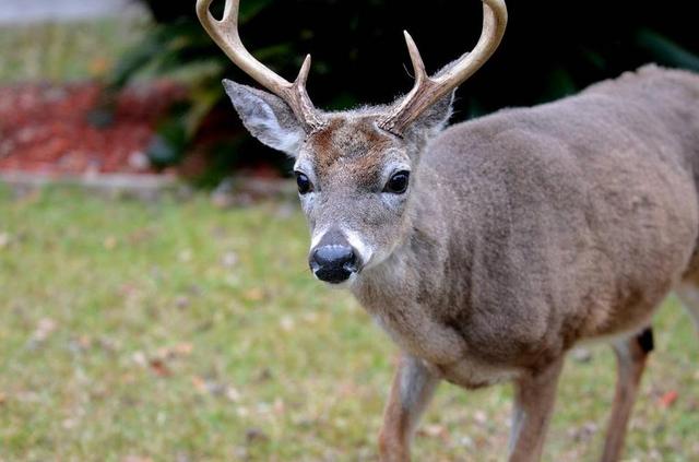 SC deer season ends. Here’s statewide and local harvest figures ...