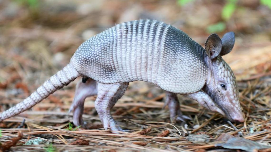 Armadillos are marching across the state of SC. What to know | The State